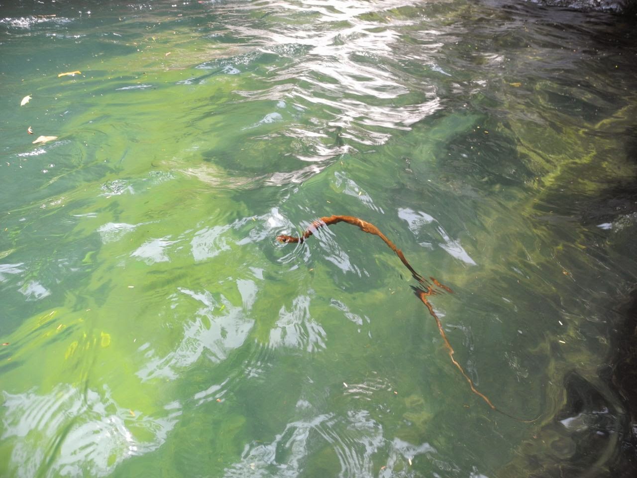 WISATA TERKENAL DI DUNIA: Curug Panjang Megamendung, Surganya Tempat ...