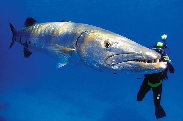 Buscando a nemo en las profundidades de Disney: Los animales de la ...