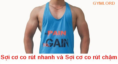 Tìm hiệu về Cơ bắp: Cơ co rút nhanh và chậm
