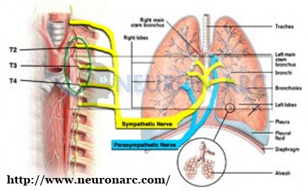 HU TU TU: Lungs nerve supply
