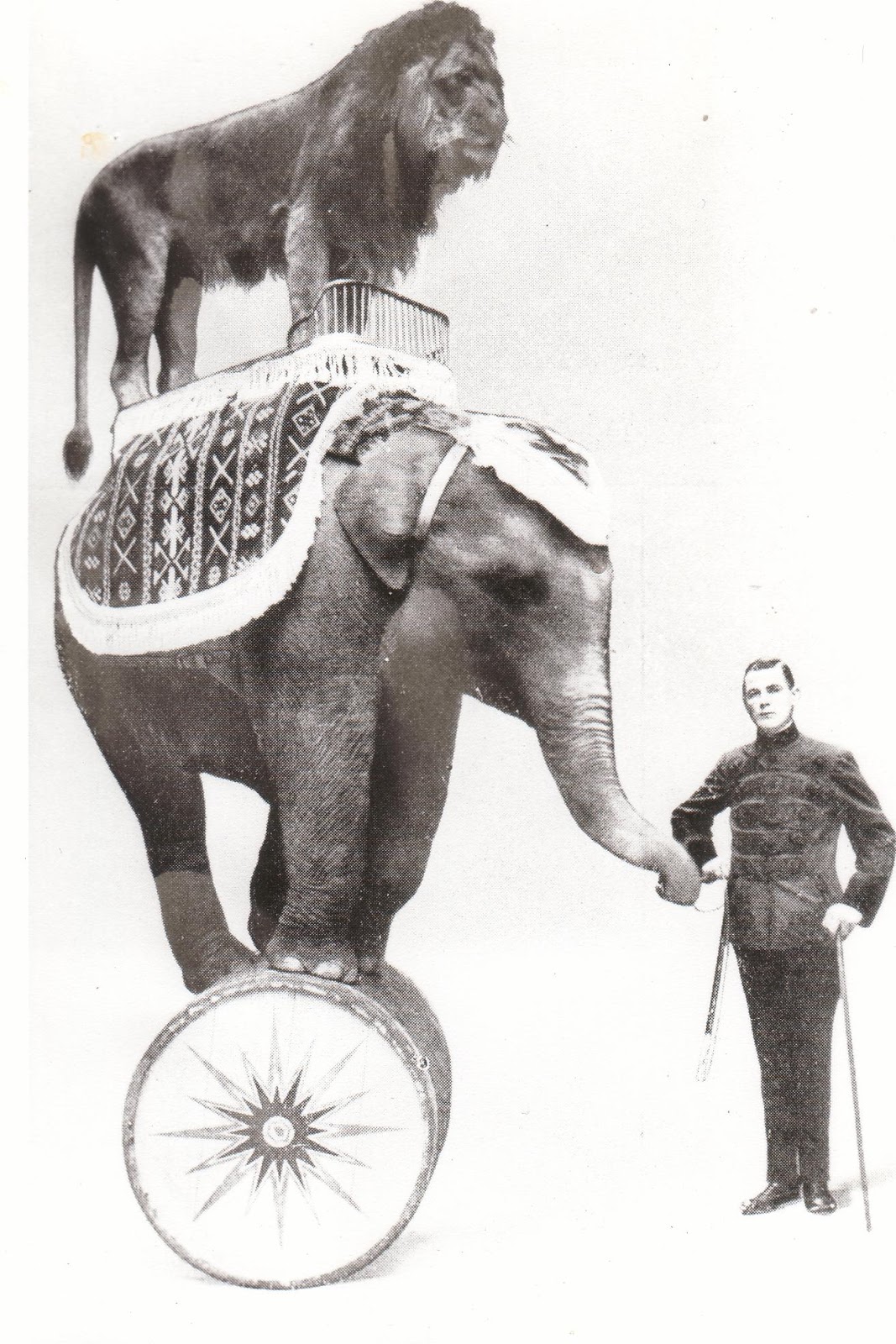 Buckles Blog: #1 Elephant Acts