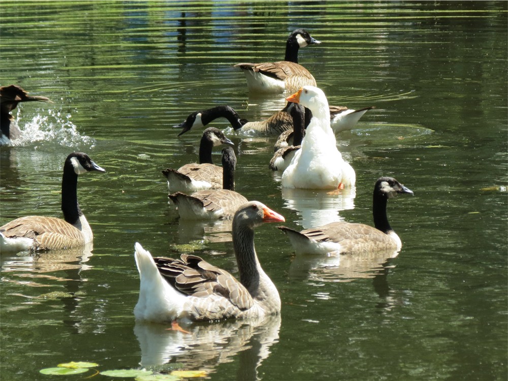Gone Hikin': Allamuchy Mountain State Park, NJ - Waterloo Village to ...