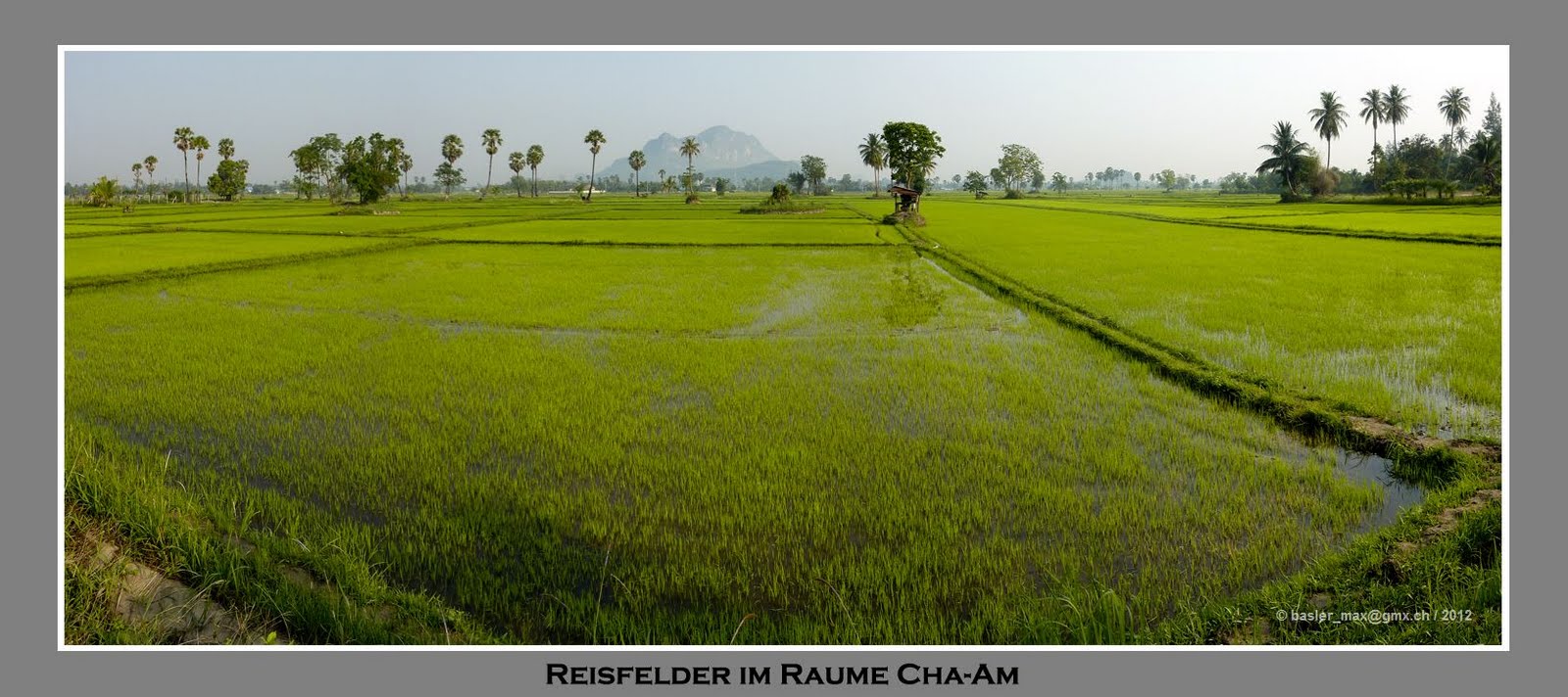 Foto Galerie "Best of Thailand": Reisanbau in Thailand
