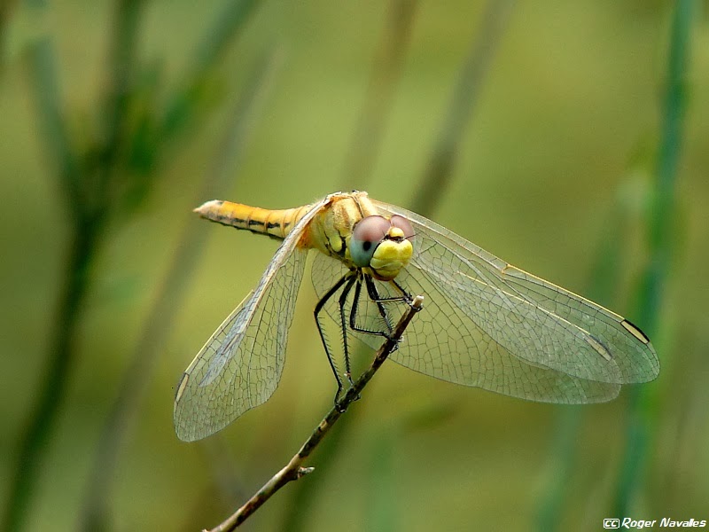 INSECTES: LIBÈL.LULES