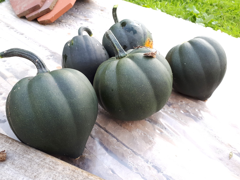 An English Homestead: How To Grow Squash To Save Seeds