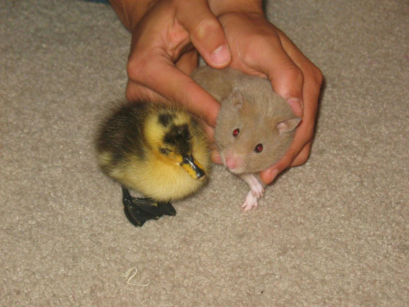 10 Animal Friendship Pictures | Amazing Creatures