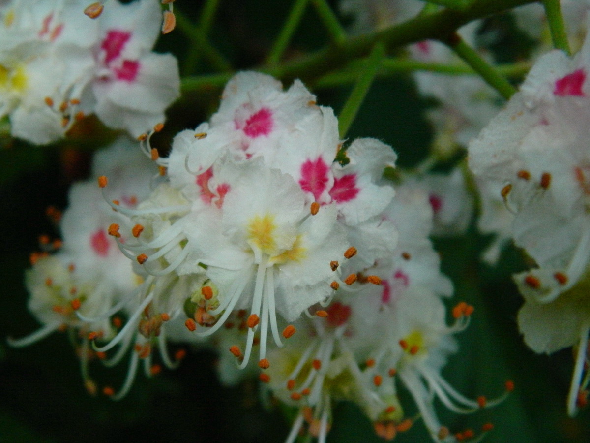 LA MULTI ANI, ROMANIA!: Flori de castan