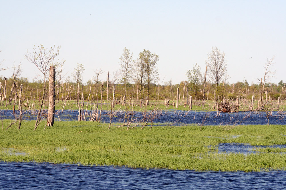 Tipe Lahan Basah dan Karakteristiknya - Guru Geografi