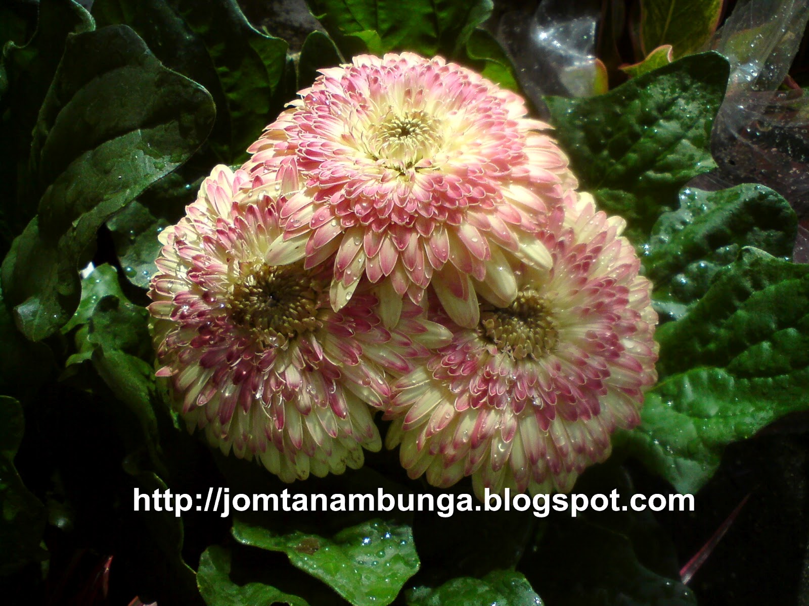 Jom Tanam Bunga: Bunga Daisy Cantik Berseri