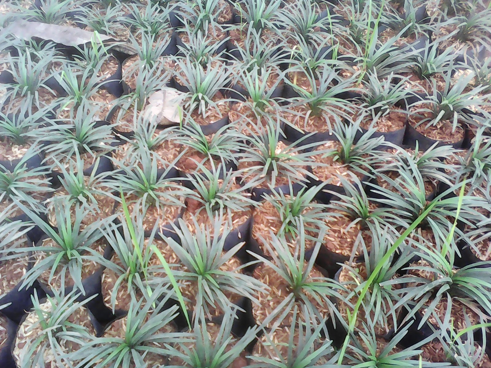 JUAL POHON KUCAI MINI PENGGANTI RUMPUT | RUMPUT KUCAI MINI MURAH ...