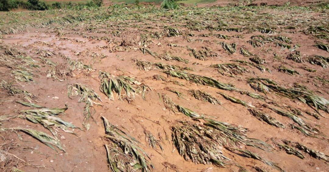 Heavy rains destroy crops in Western Rwanda