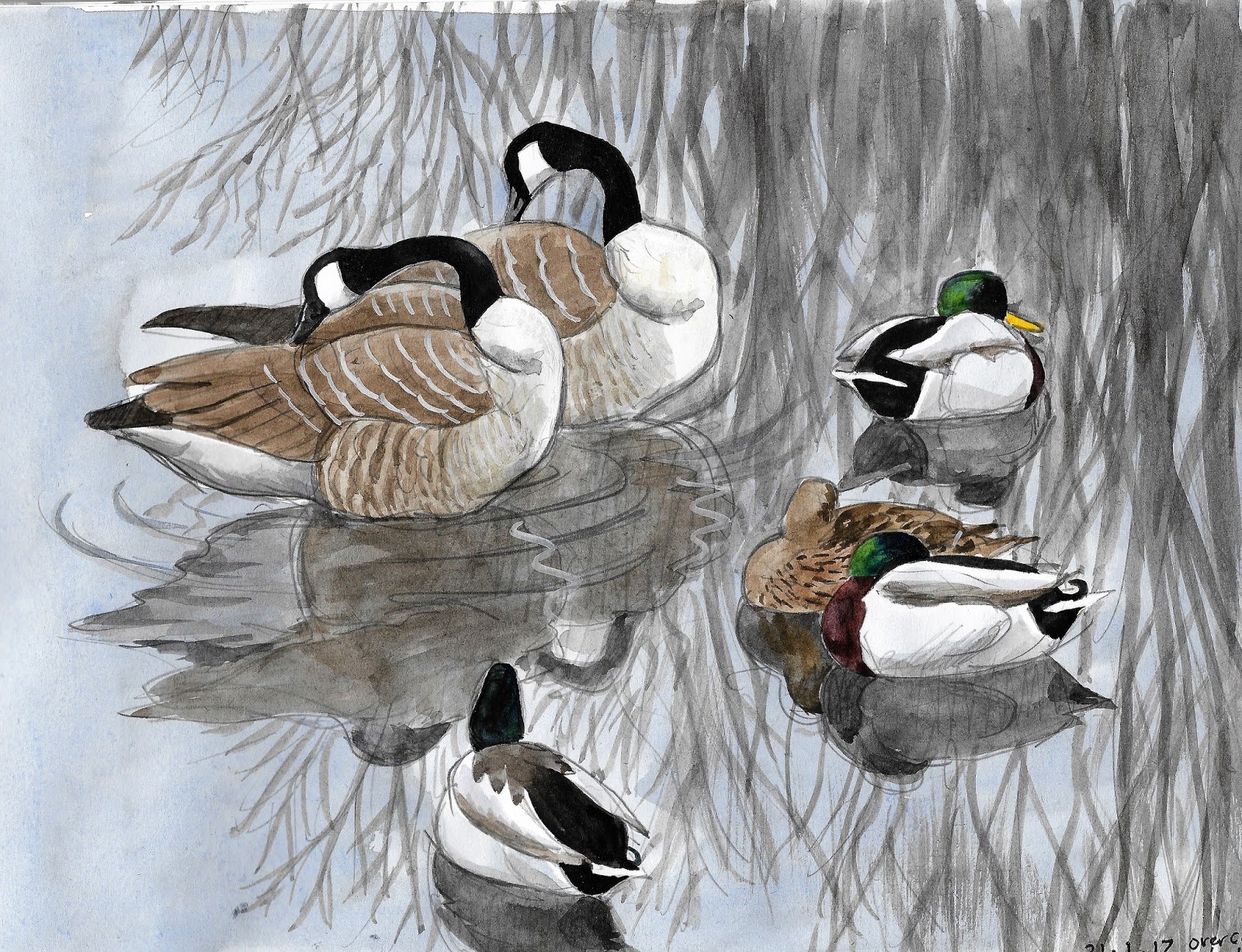 Wildlife Drawing Journal