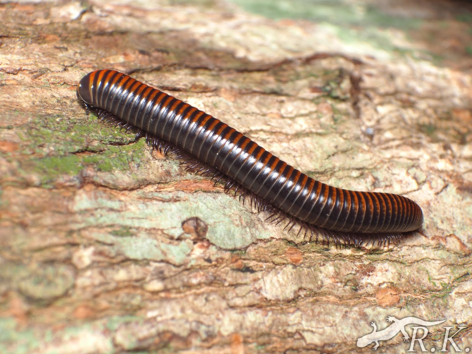 小さな隣人たちの世界: ヤエヤママルヤスデ Spirobolus sp.