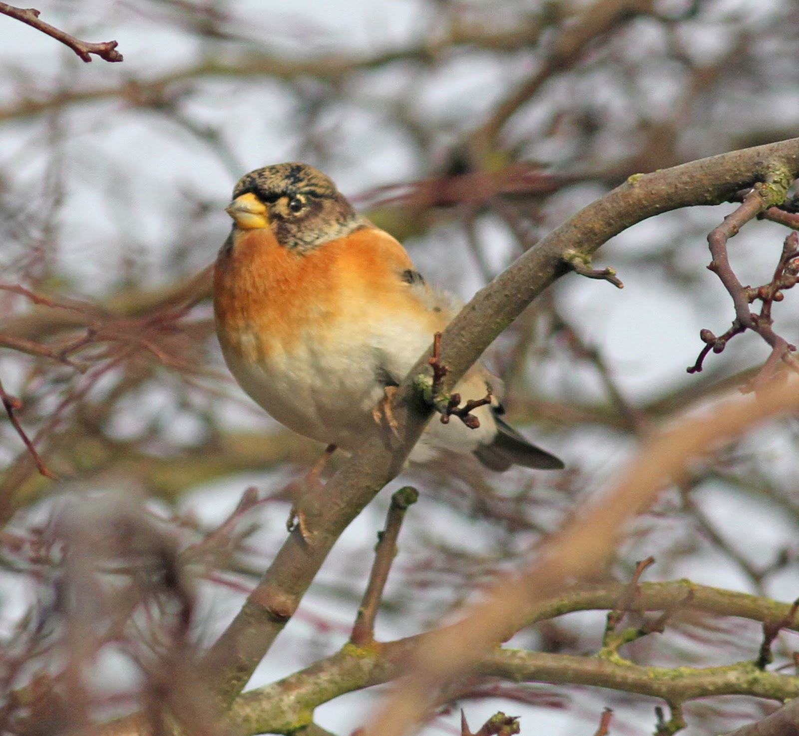 Simon and Karen Spavin: Brambling