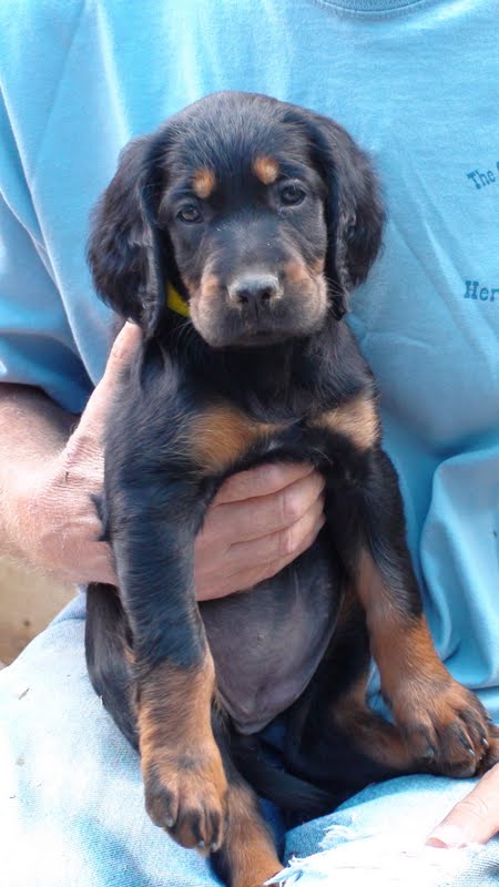 Gordon Setter Crossing: Gordon Setter Puppies 6 wks. 5 Days Old