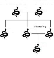 Biology Vocabulary Terms: Inbreeding