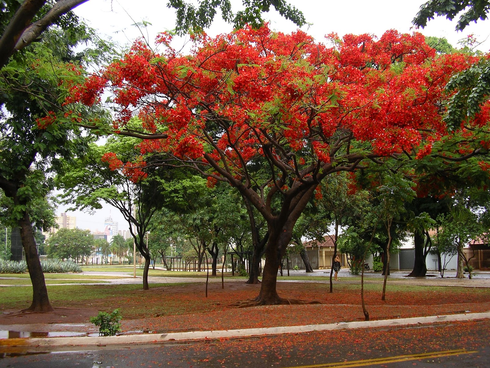 A Terra Média de Claudia: A Árvore de Minha Infância - Flamboyant