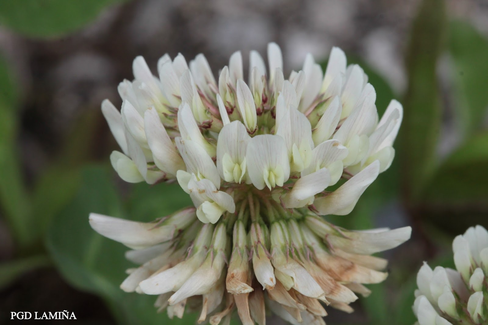 TRIFOLIUM REPENS. trebol blanco.