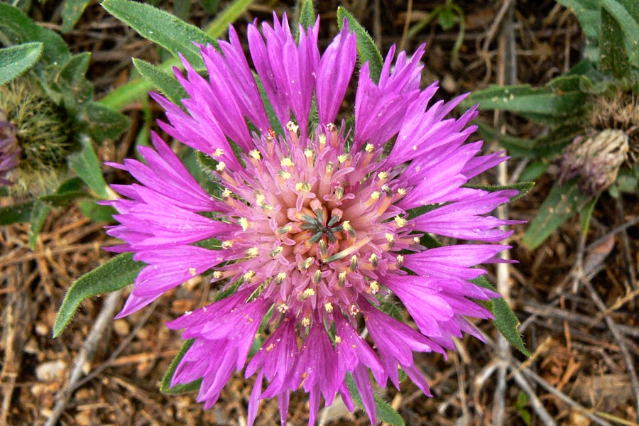 Wildflowers of Andalucia: Centaurea pullata ssp pullata