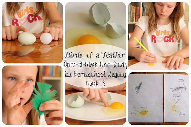 Bigger Science Nature Study with John Audubon: Young Naturalist {Units ...