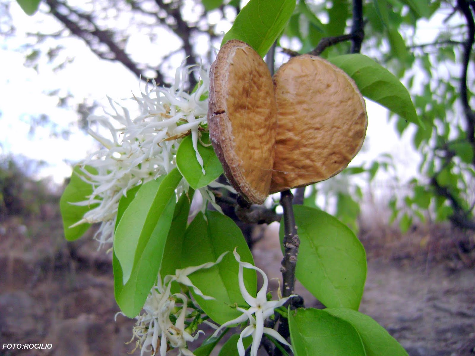 Blog Rocílio Ribeiro Rocha: Flores da Caatinga - II
