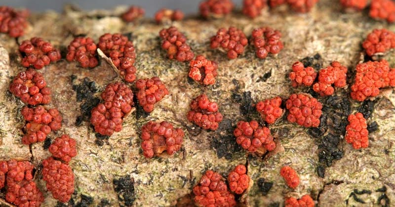 Variety of Life: Nectria