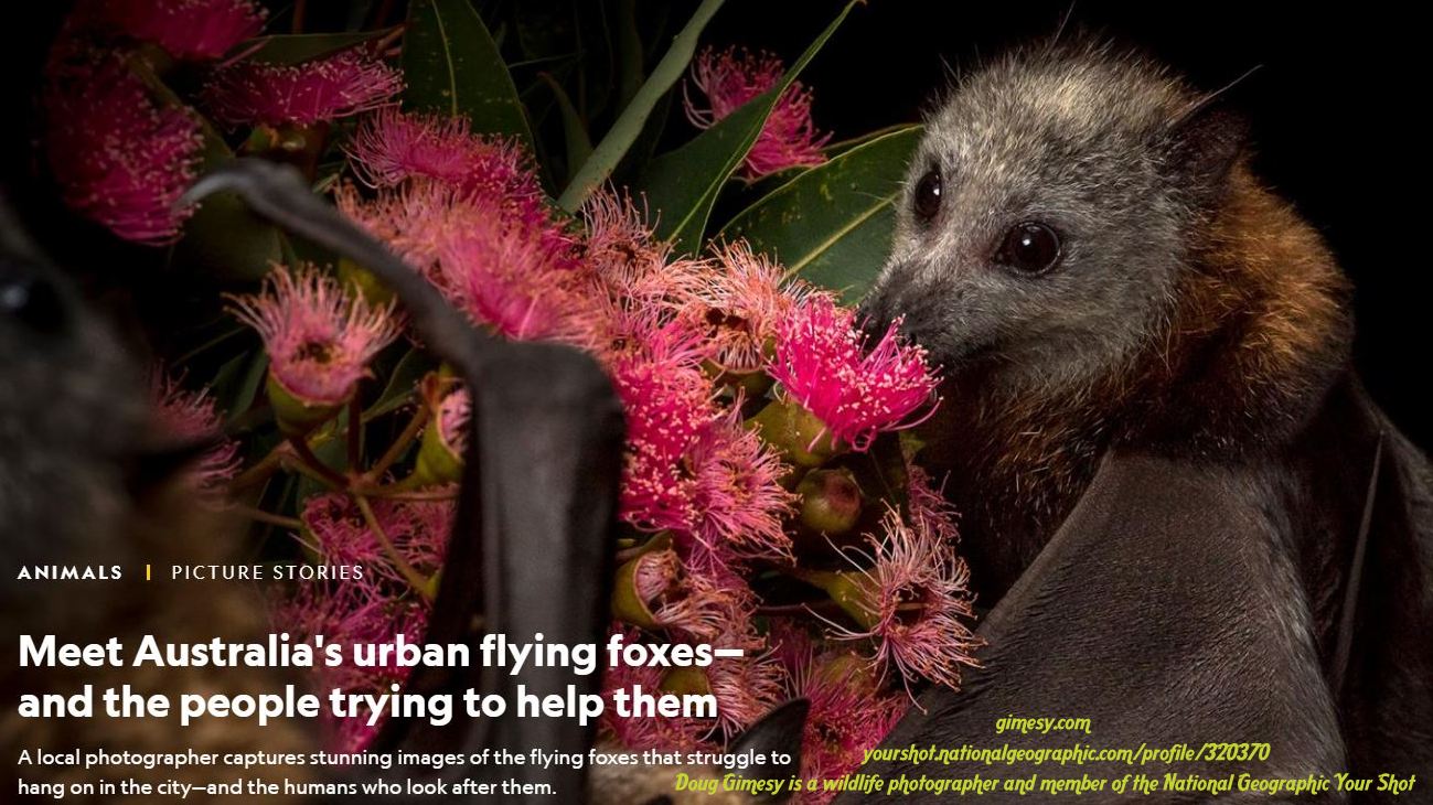 Info on Bats | Meet Australia's urban Megabats and the people trying to ...