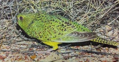 sunshinecoastbirds: Night Parrot: More bits and pieces from the new book