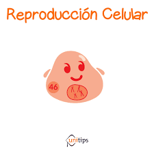 ¿Qué es la reproducción celular?