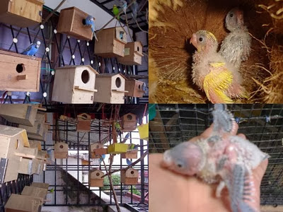 Malay Hanging Parrot | Burung Serindit: Panduan dan tips supaya burung ...