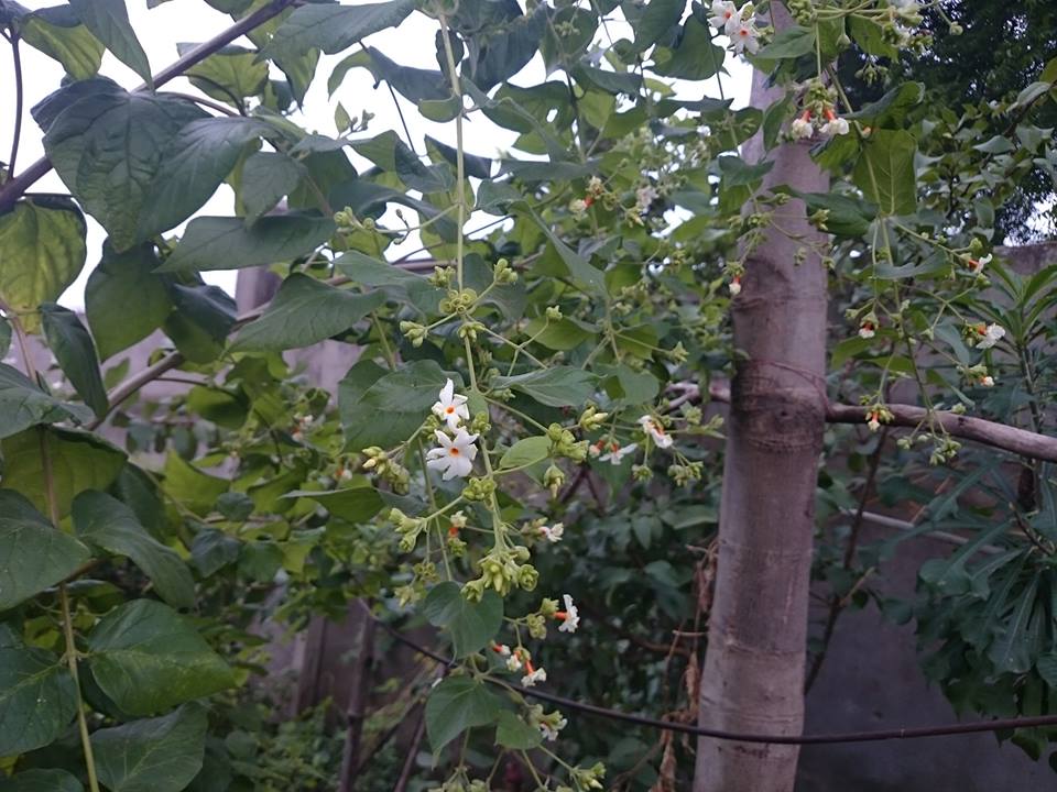 EcoFab: Yellow magic of Parijaat: A natural source of golden yellow dye