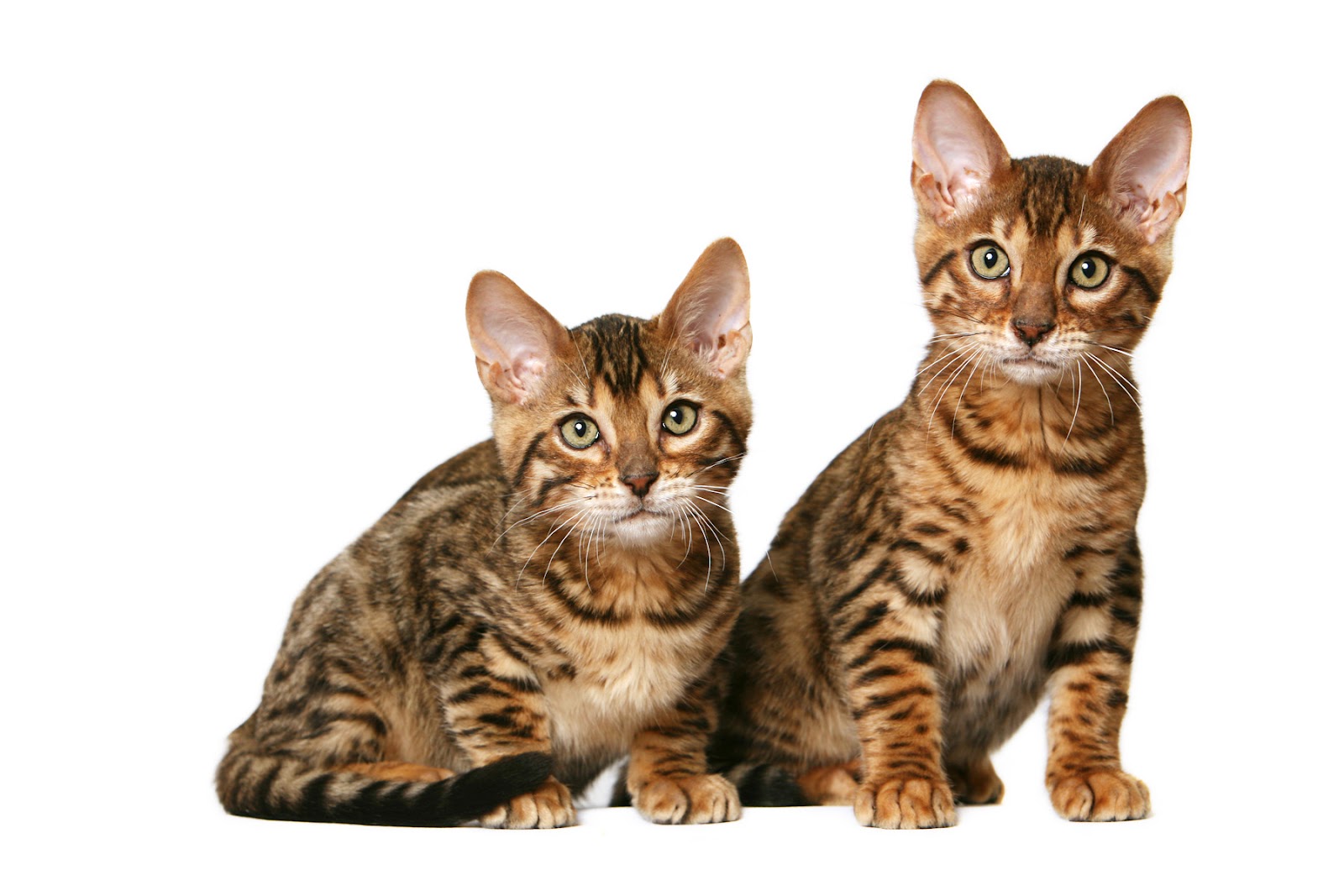 The Toyger Wallpapers | Fun Animals Wiki, Videos, Pictures, Stories
