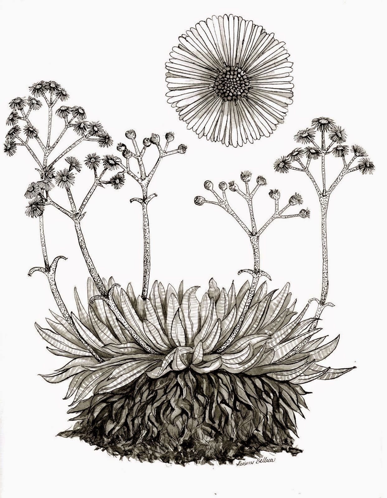 Espeletia schultzii (Frailejon) - Herimar Bellera