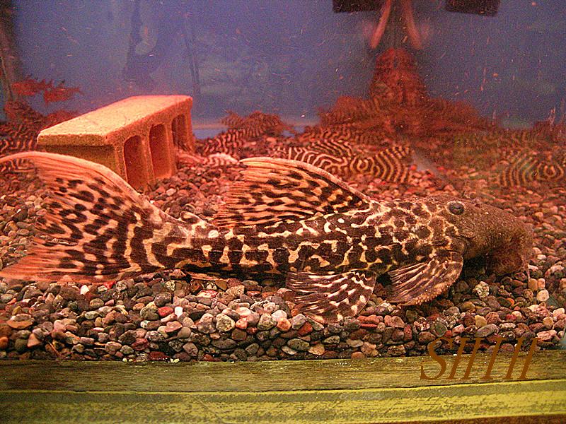 大自然水族: L273金達尼坦克異形