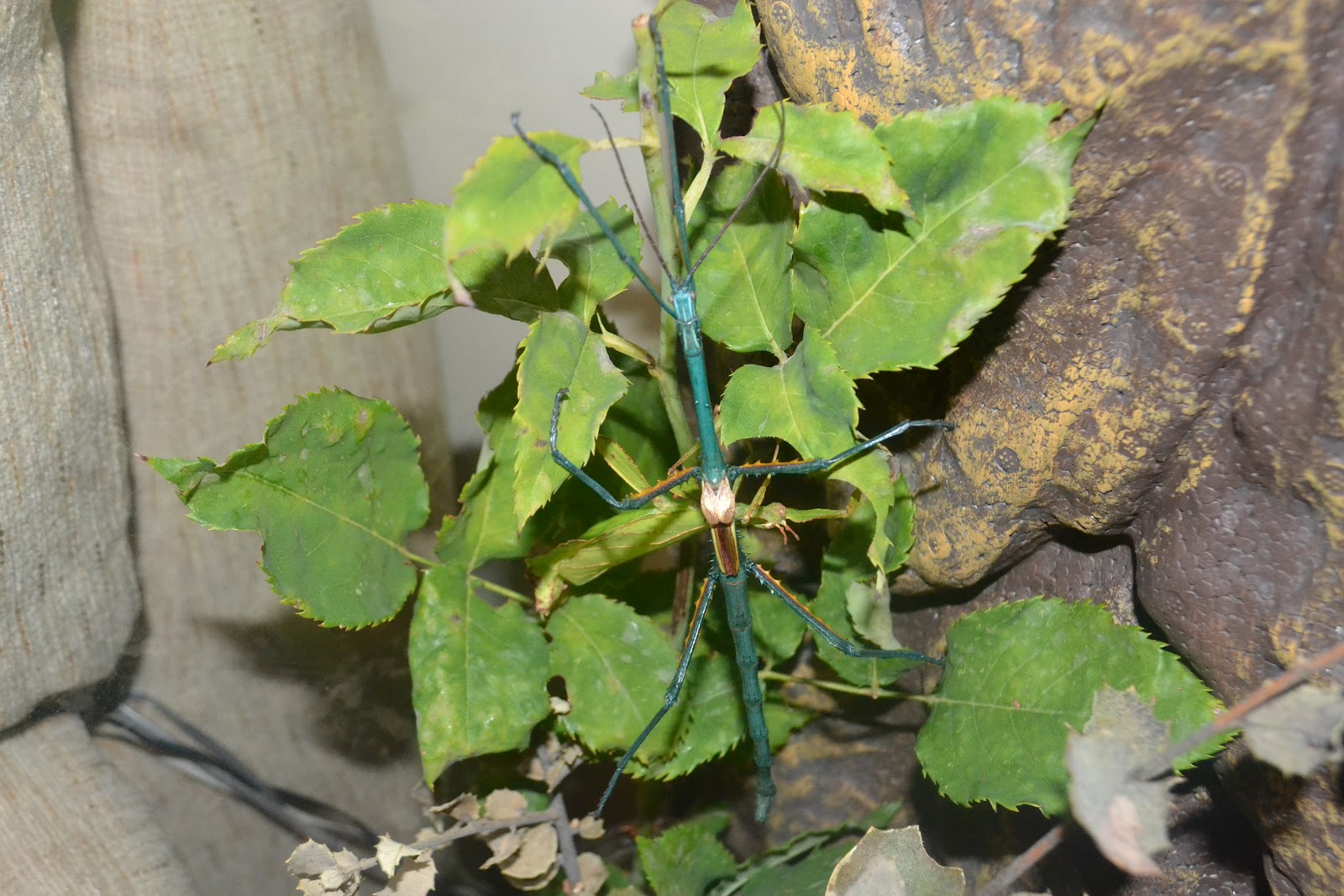 CLONOPSIS: Achrioptera fallax