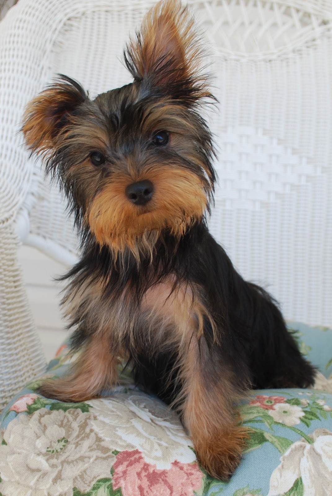 El perro de mi Vida: Yorshire Terrier / Yorkshire / Yorkie