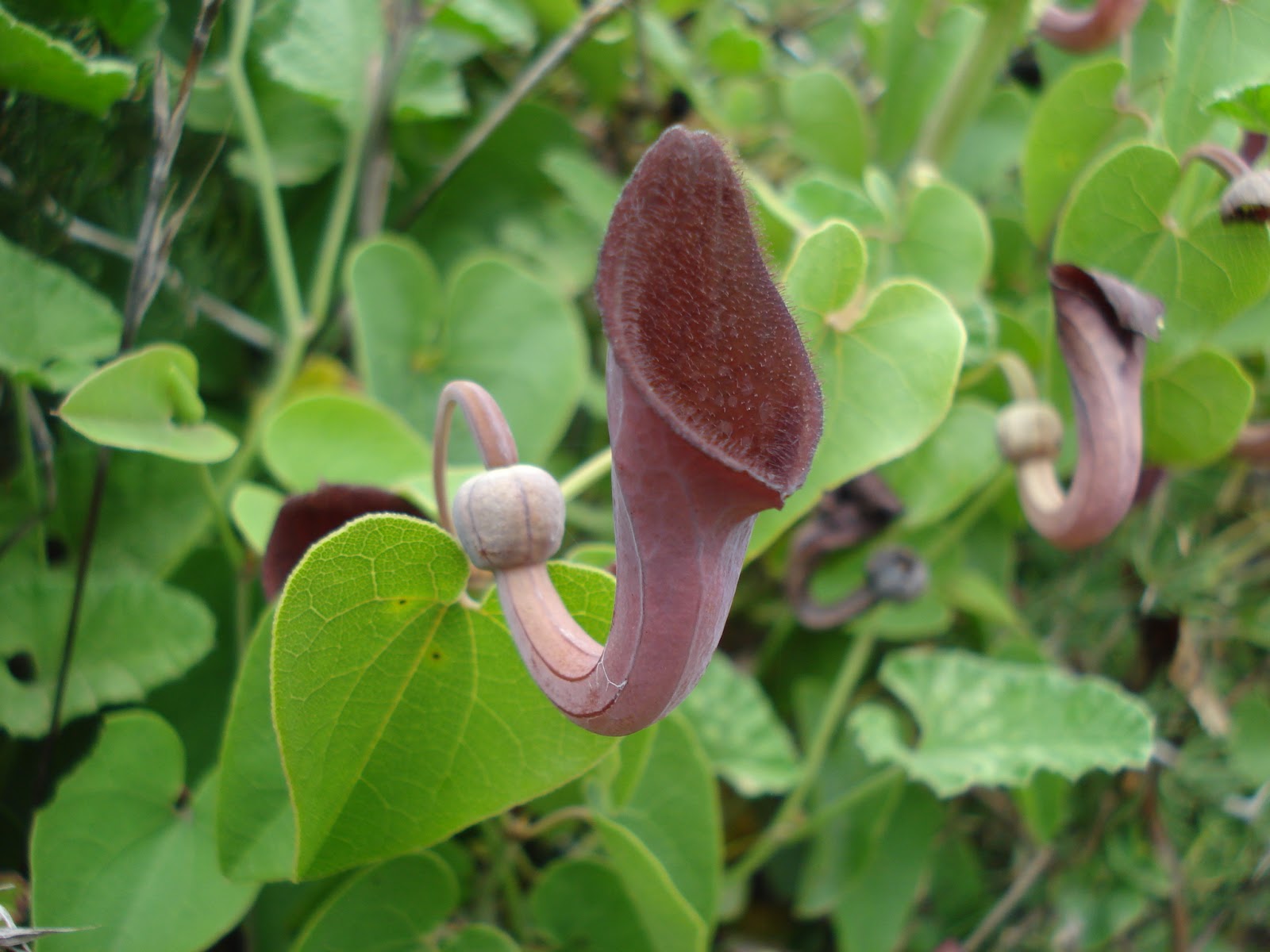 ARTE Y JARDINERÍA : BALSAMINA. Aristolochia baetica L. Planta trepadora ...