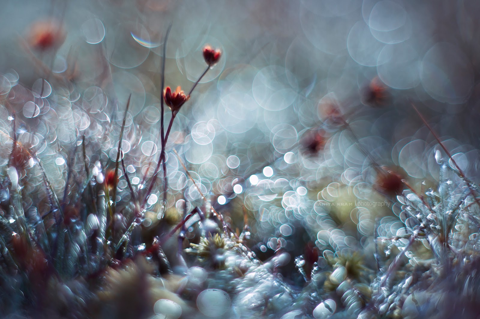 Anita Kram | photography