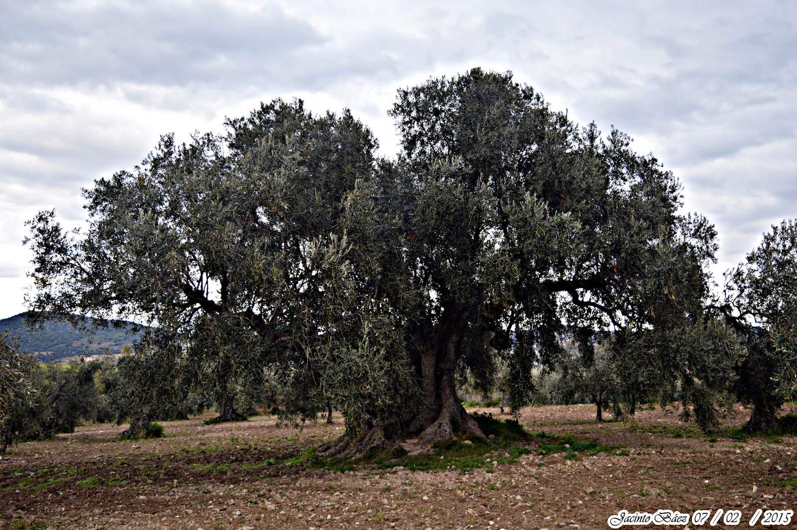 Trochando por Extremadura y alrededores: LA MORERA (BADAJOZ), OLIVO ...