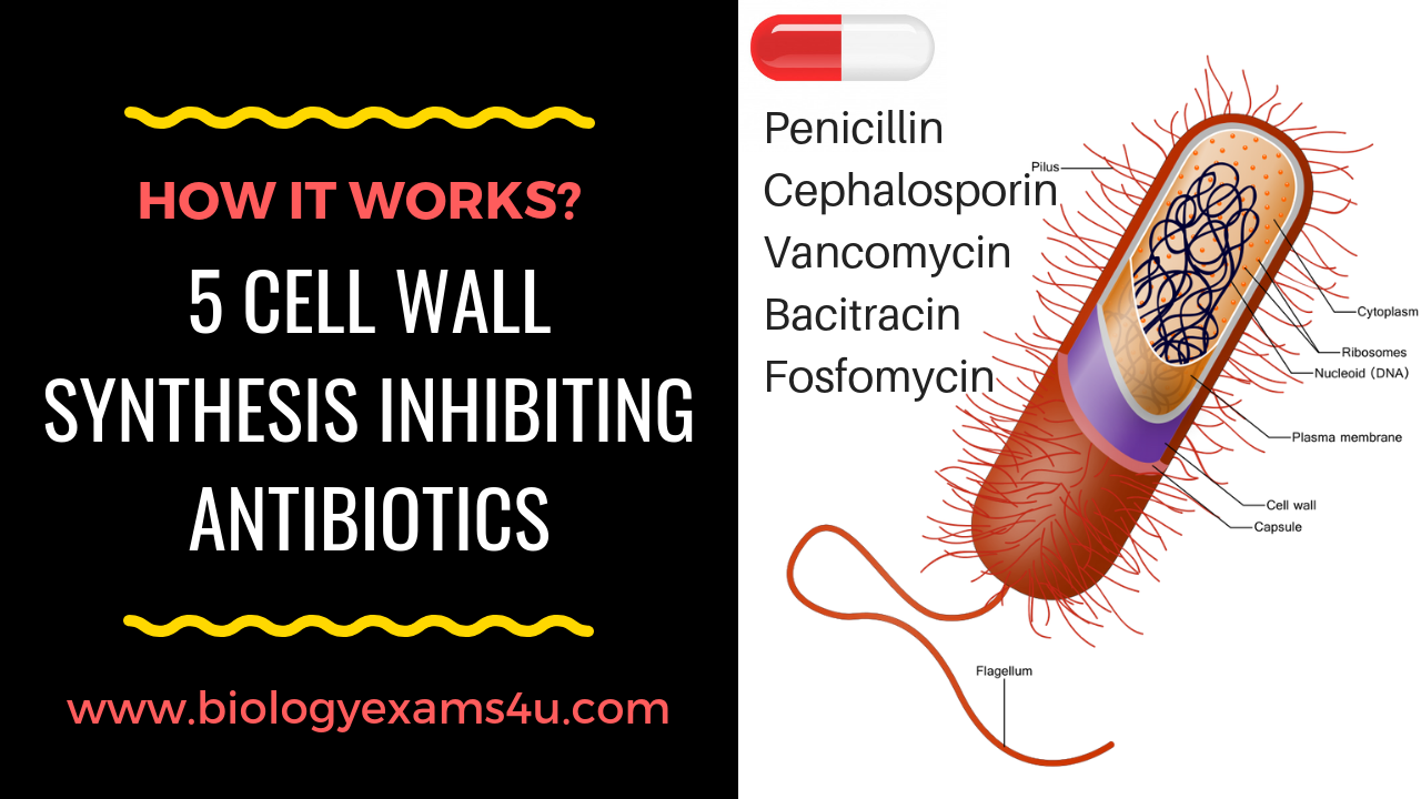 bacteria cell wall and membrane