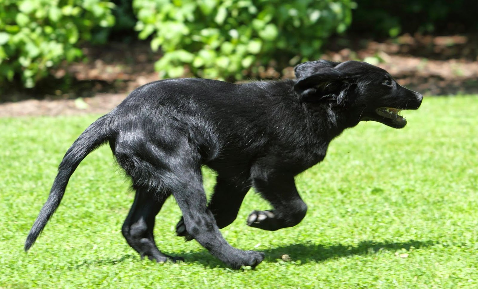 HONDENMANIEREN: HONDENRASSEN