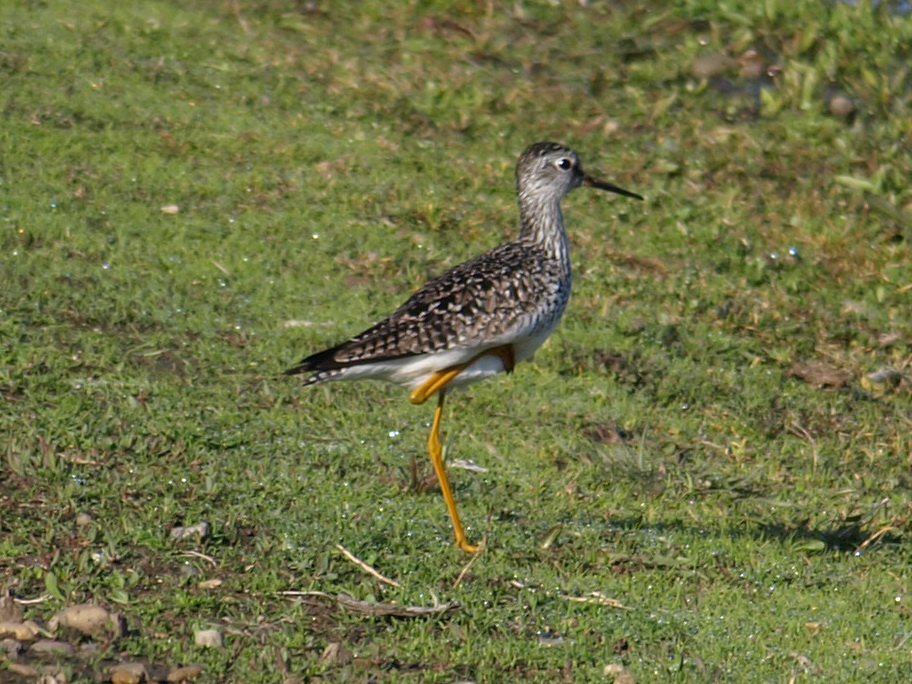 Nature Wallpapers: Bird identification and the color of legs, feet and bill