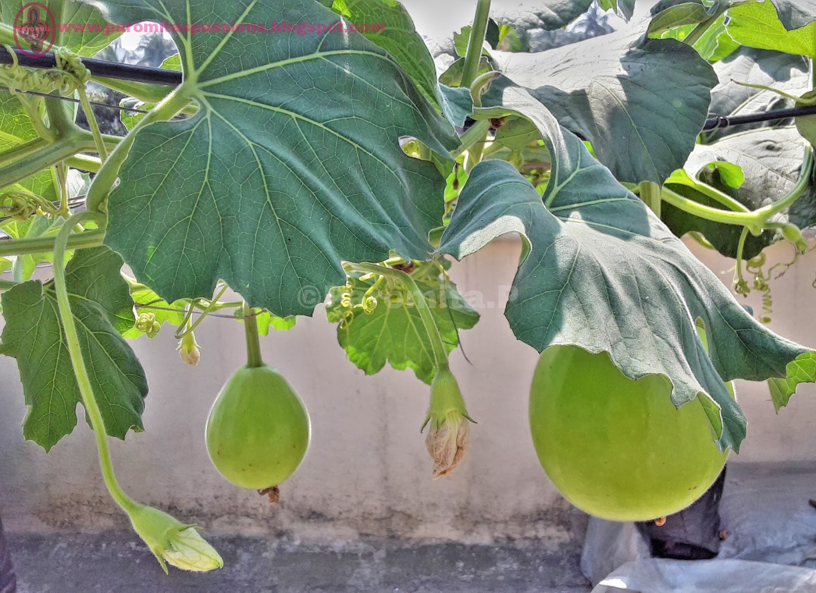 Doodh Lau - Paromita's Passions