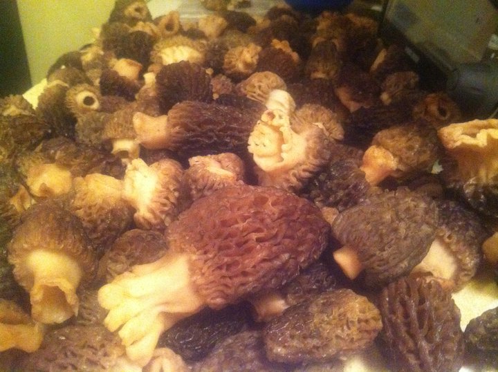 Gourmet Foragables: How to find and cook with wild edibles