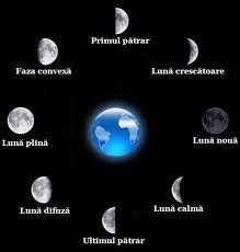 Plantele şi fazele Lunii | BRICOLAJ - GRADINA - SFATURI si IDEI