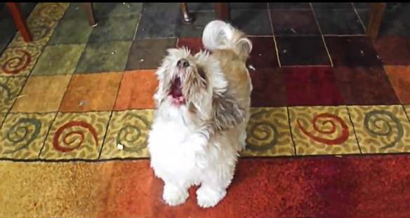 VIRAL VIDEO: DOG Gives Terrifying Scream! | BOLD and UNUSUAL DOG ...