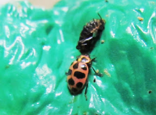 Learn To Grow: Ladybug emerges from cocoon!