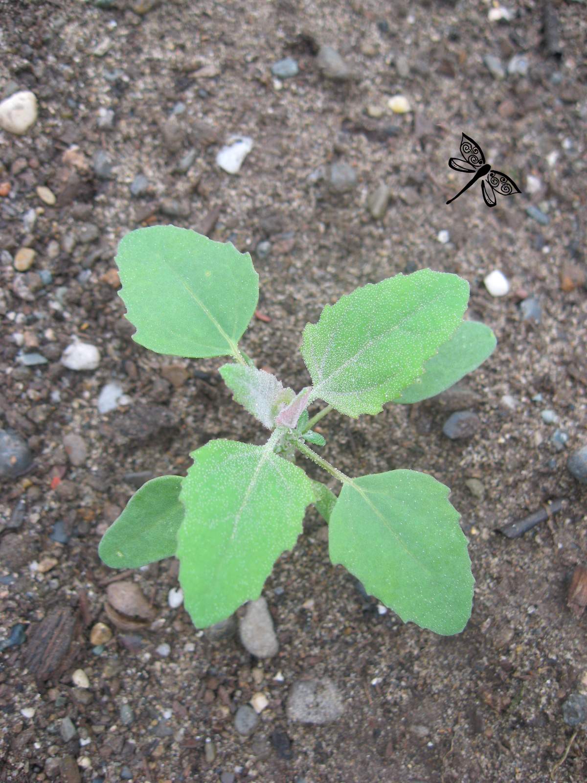Libellule et ses spatules: Crumble au chou-gras