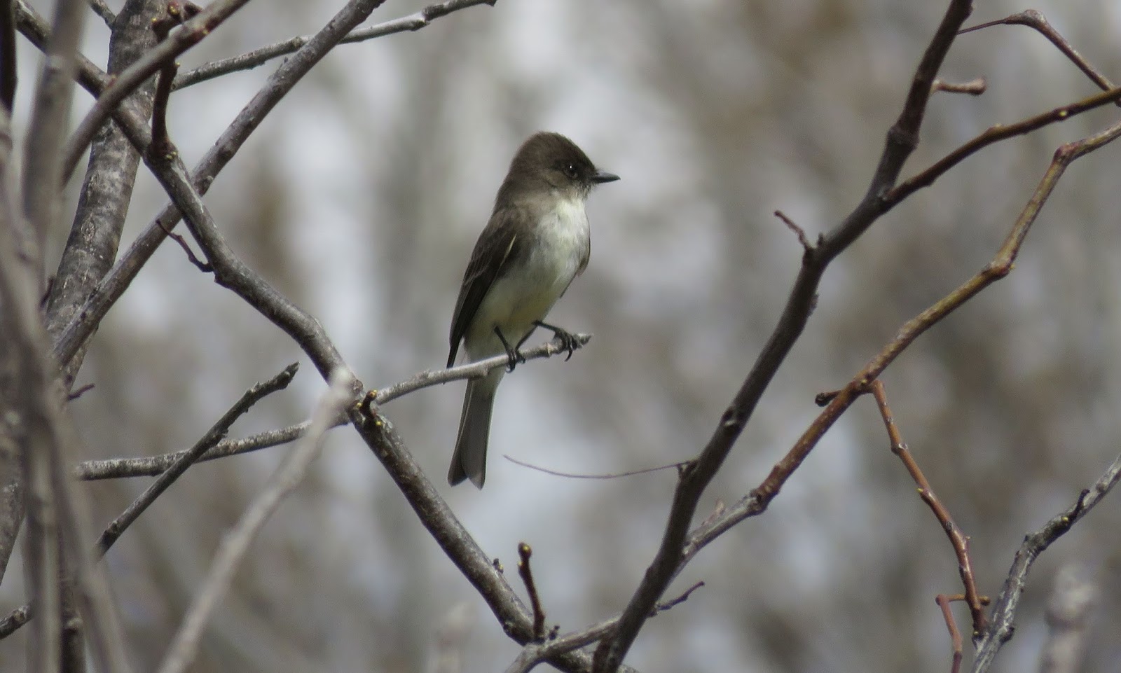 Esa's Birds in Nebraska: Songbirds and signs of spring