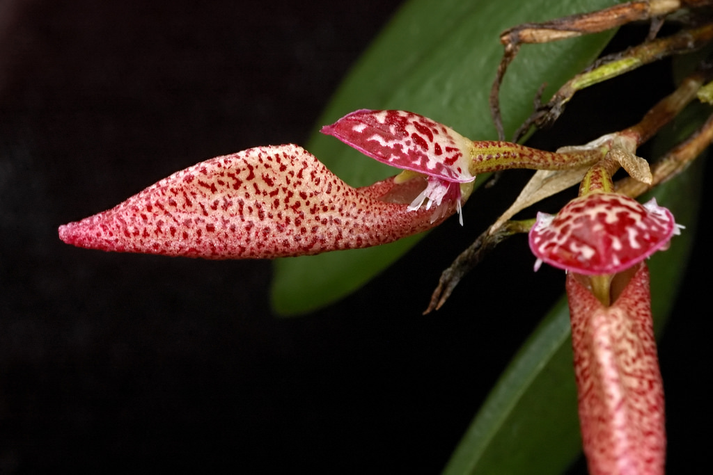 Bulbophyllum mirum care and culture | Travaldo's blog